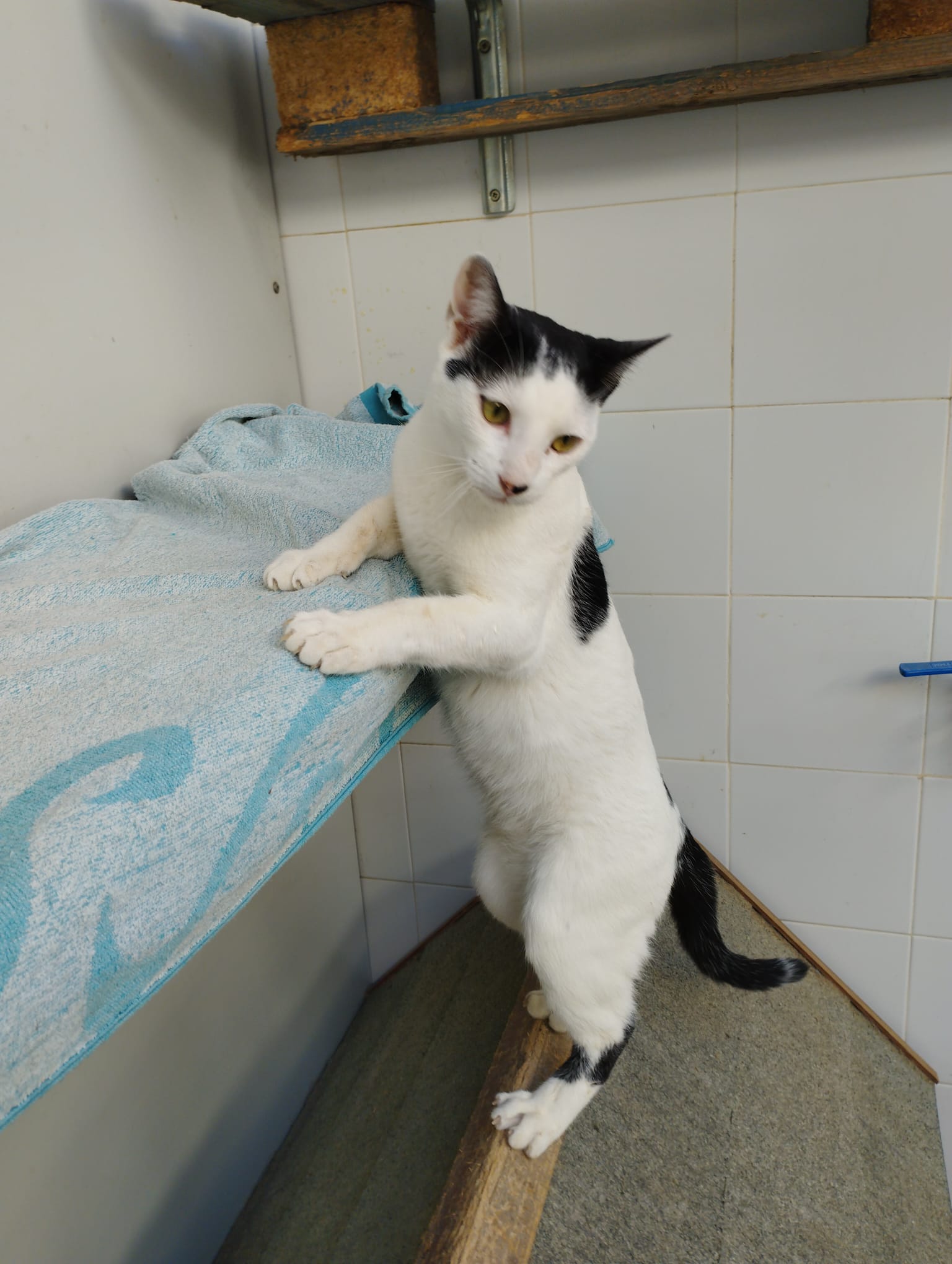 Wir haben ein Zuhause: Conguito