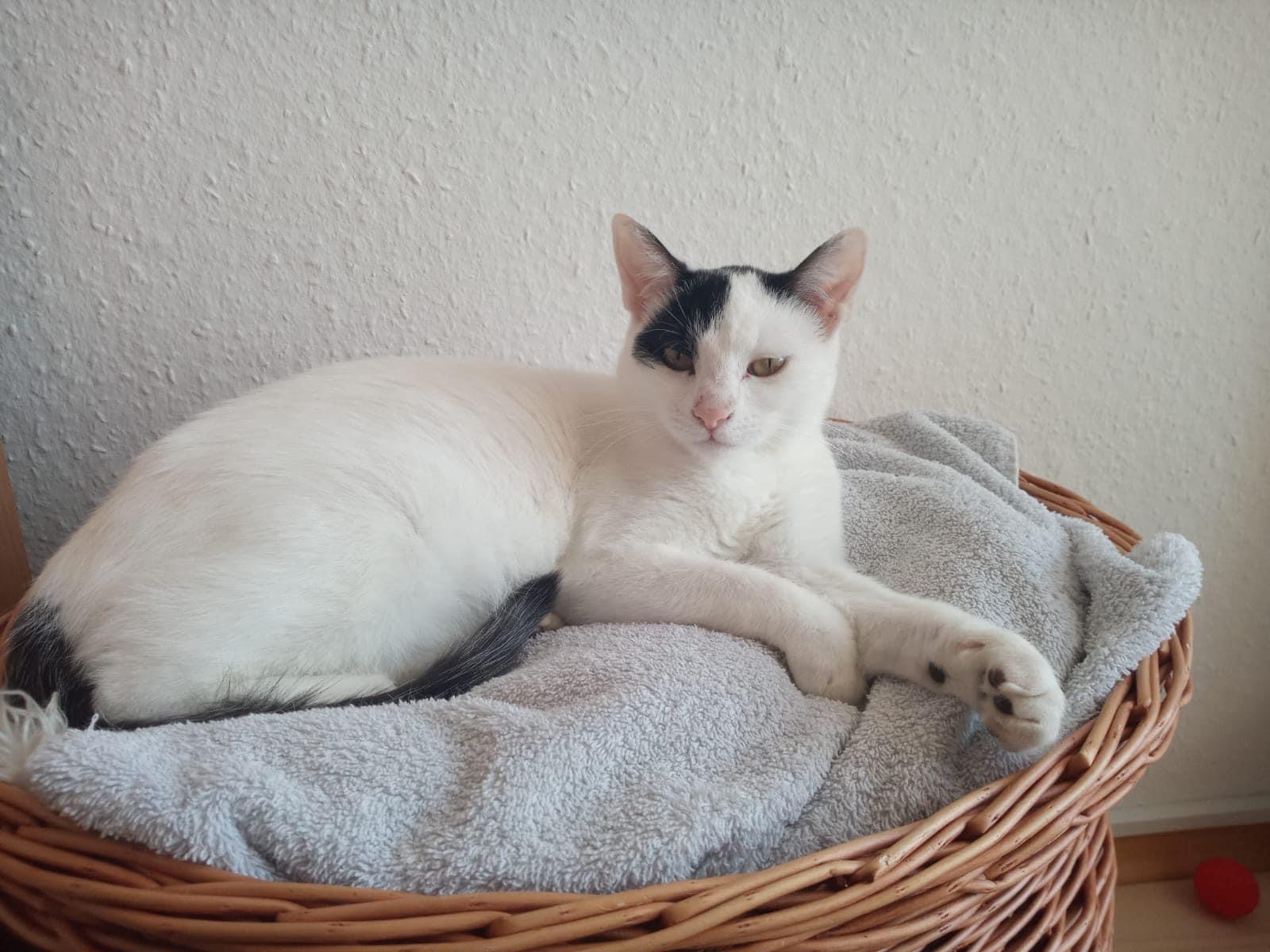 Wir haben ein Zuhause: Lisa