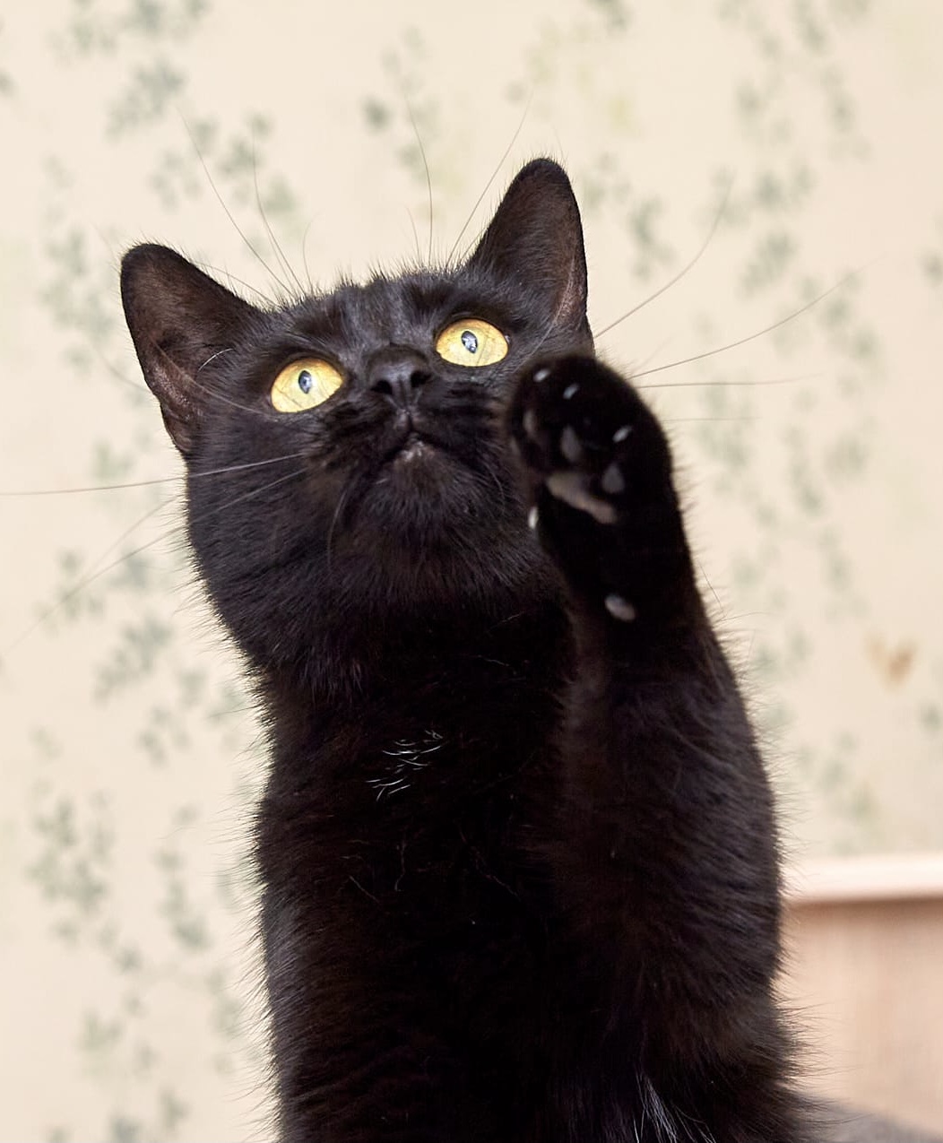 Wir haben ein Zuhause: Pipsi